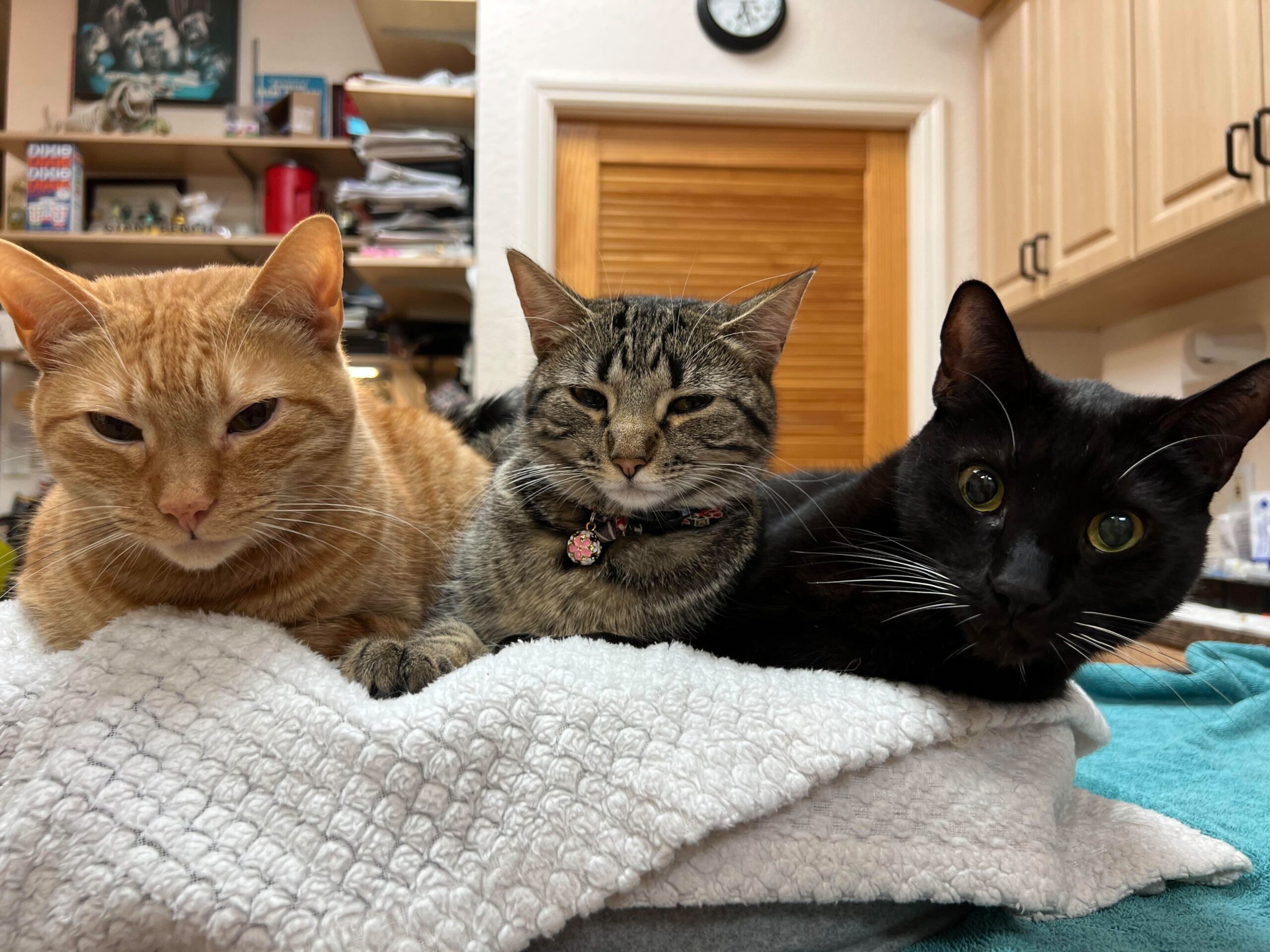 Animal E.R. - University Town Center Sarasota